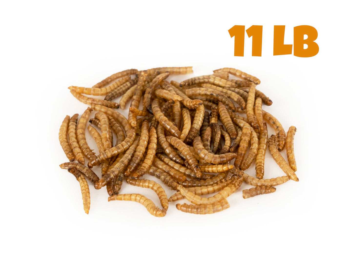 Dried Mealworms - 11 LB – Mealworms by the Pound